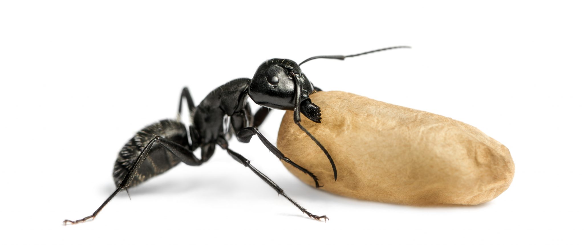 The busy life of Carpenter Ants - Verdant Pest Control