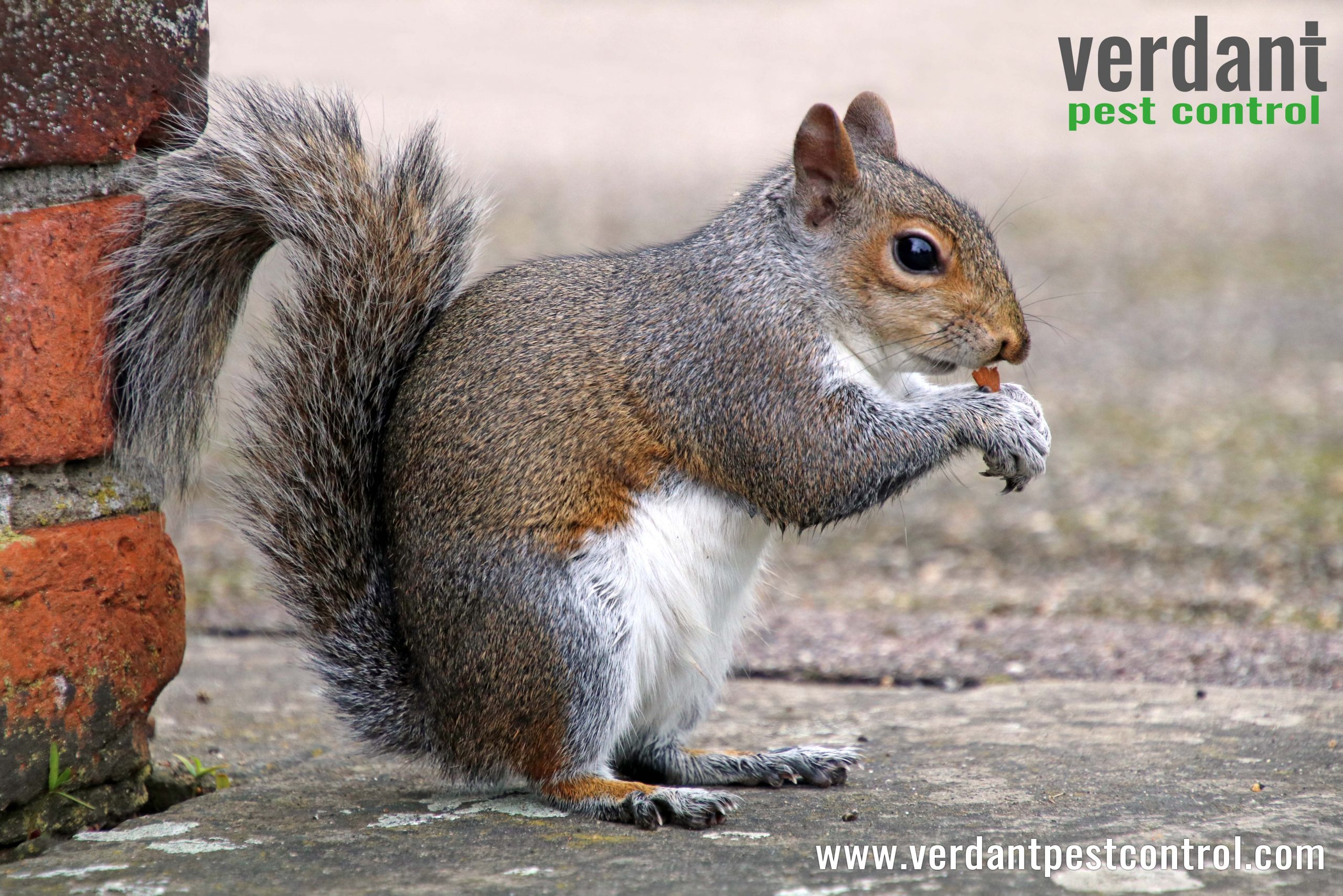 Squirrels Cause Big Problems - Verdant Pest Control
