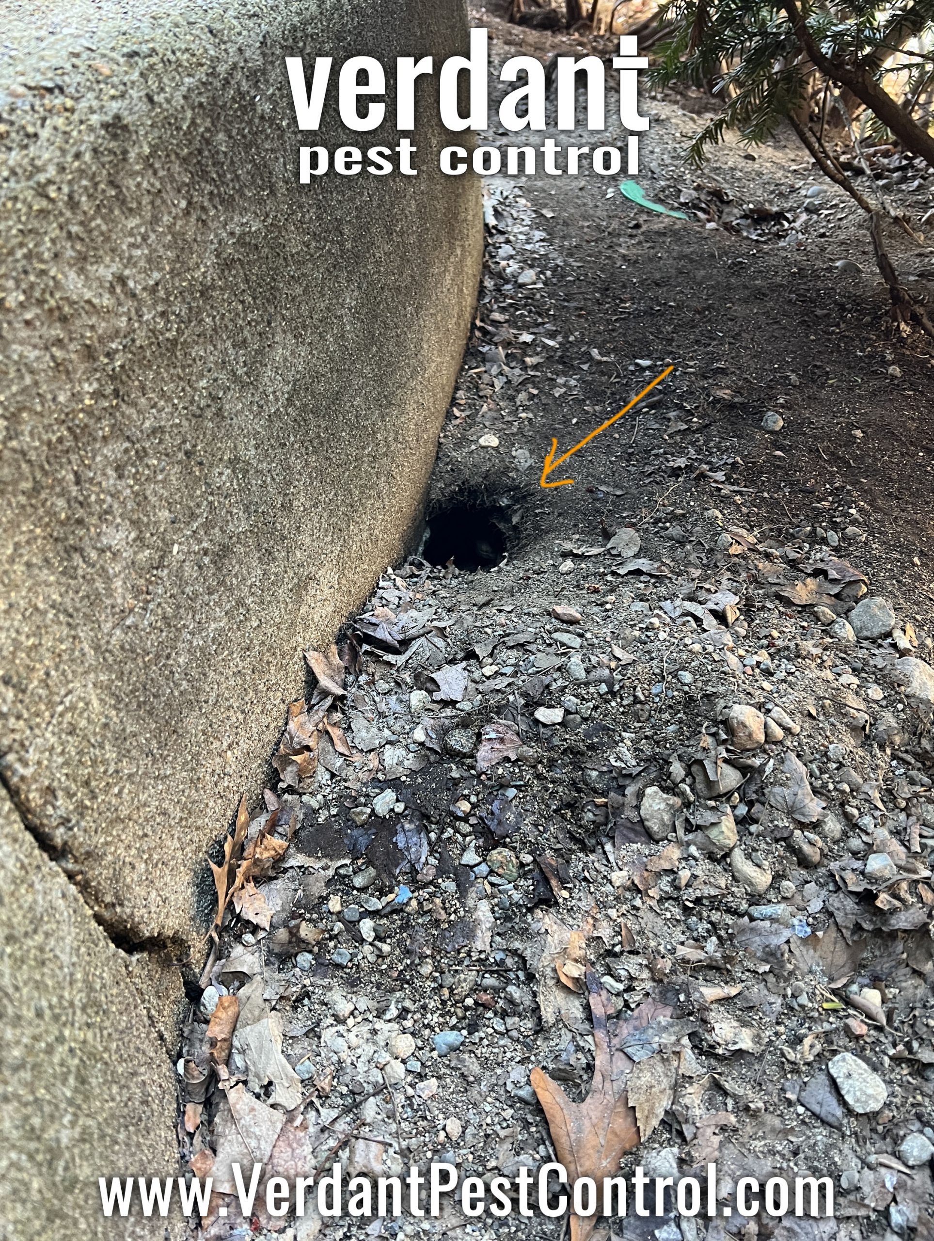 How Many Rat Burrows Can You Find? - Verdant Pest Control