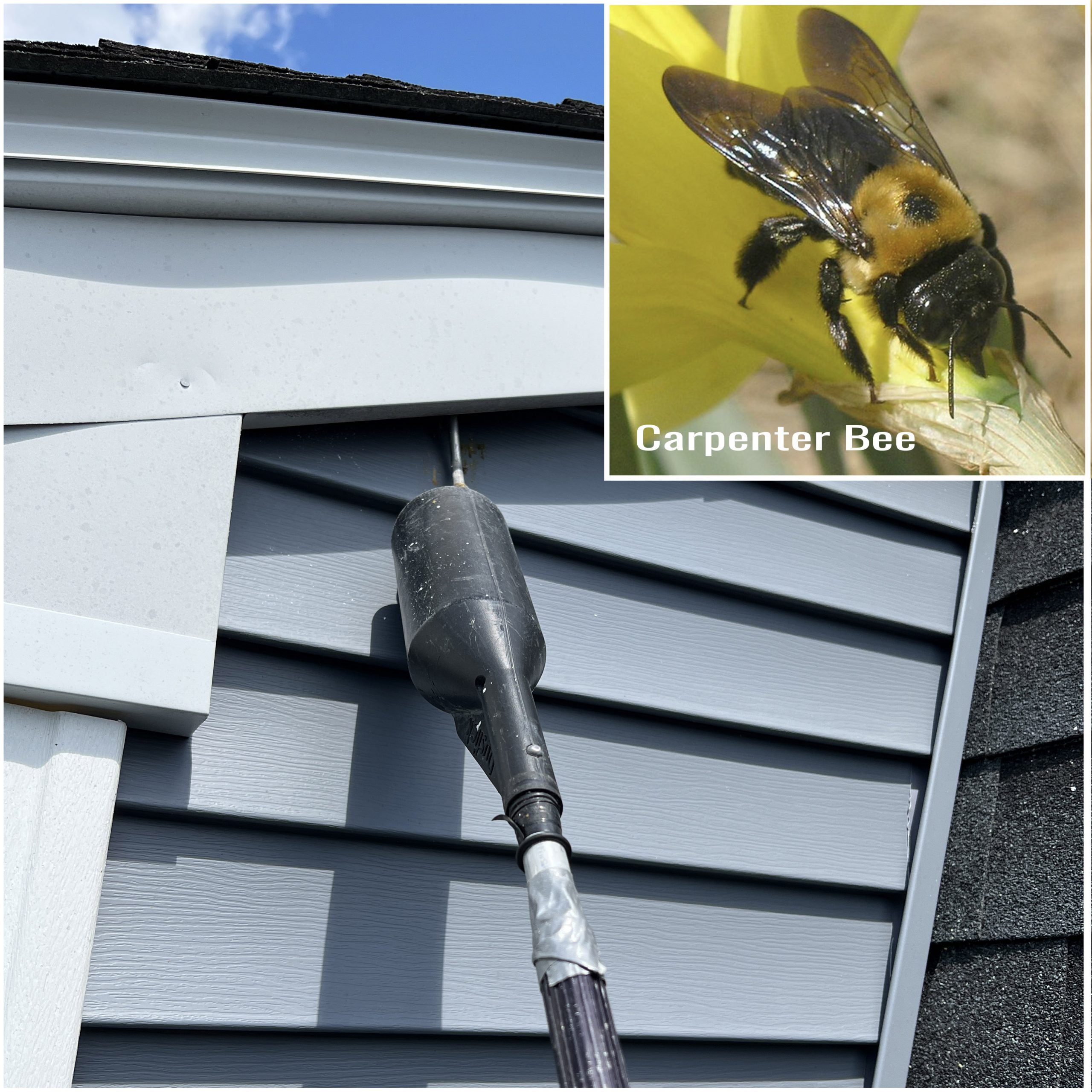 Carpenter Bee Season - Verdant Pest Control