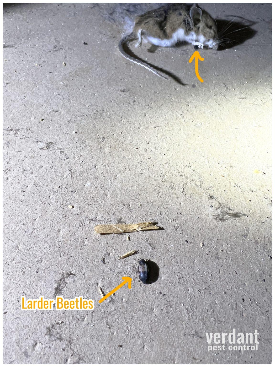 Larder Beetles - Verdant Pest Control